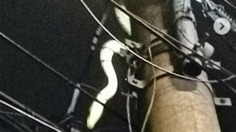 Warga Tanjung Priok Geger Kemunculan Ular Melingkar Di Kabel Listrik