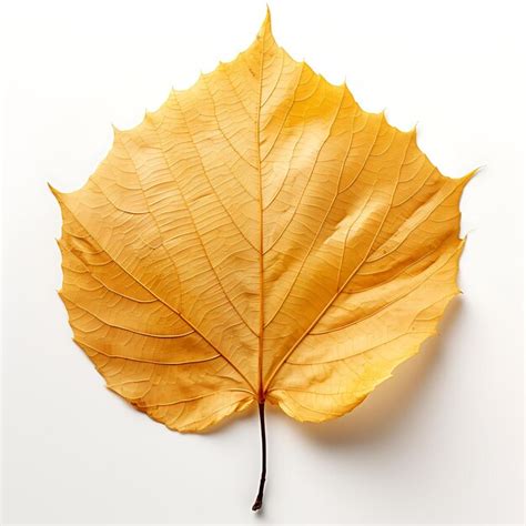 Images De Dentelures Téléchargement Gratuit Sur Freepik