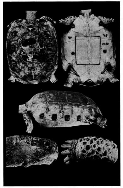 A New Tortoise Genus Gopherus From North Central Mexico John M Legler