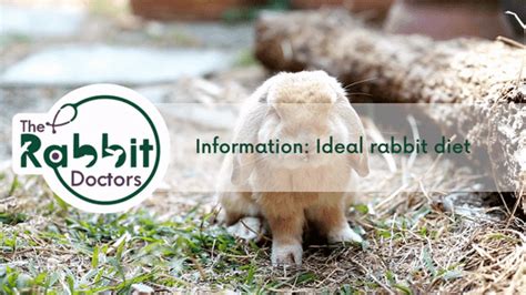 Information Page 2 The Rabbit Doctors