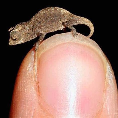 Smallest Living Animal On Earth