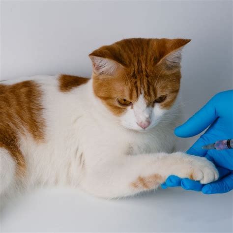 Prevalence Of Feline Leukemia Virus And Feline Immunodeficiency Virus