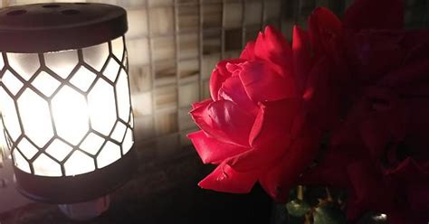 lg v20 modded camera libraries sample set 2 full resolution roses