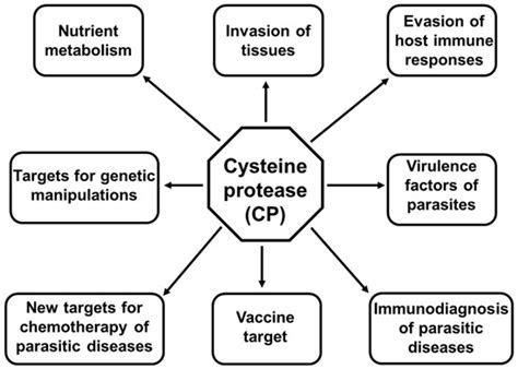 Roles Of Cysteine Proteases In Biology And Pathogenesis Of Parasites