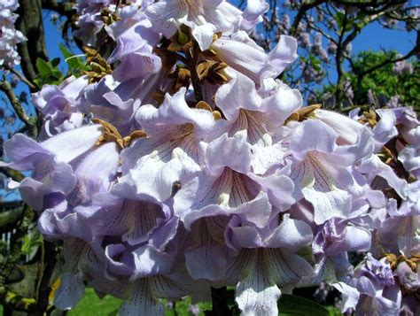 Paulownia Tomentosa Empress Tree Princess Tree Or Foxglo… Flickr