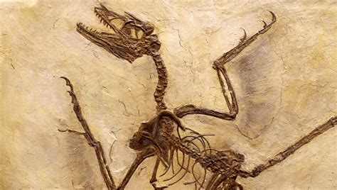 Microraptor Was A Four Winged Dinosaur That Probably Shouldve Stopped At Two Iflscience