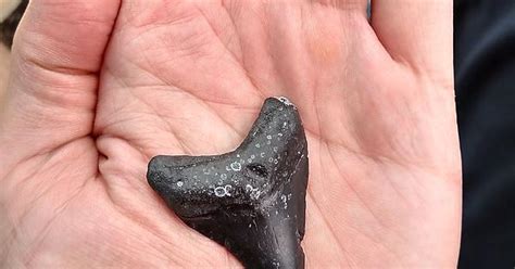 Fossilized Shark Tooth Imgur