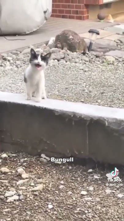 Meme Tiktok Kalimantan Youtube