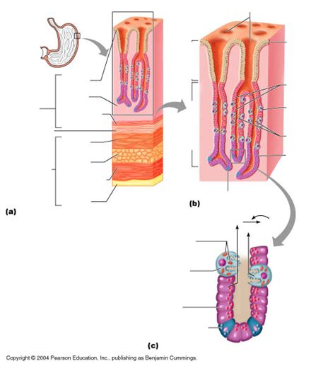 Gastric Pits Diagram Quizlet