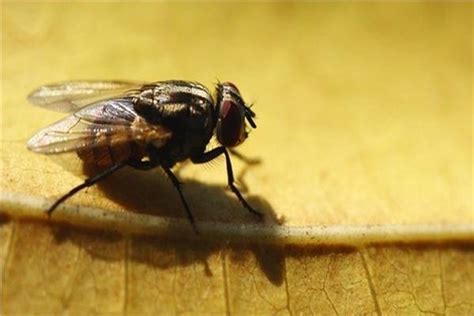 4 روائح تجذب الذباب إلى منزلك طرق فعالة للتخلص منها