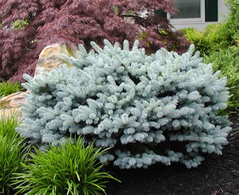 Dwarf Globe Blue Spruce