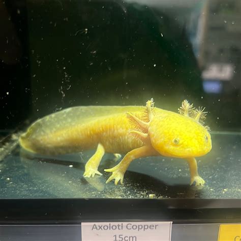 Copper Axolotl Ambystoma Mexicanum Tropical Aquarium