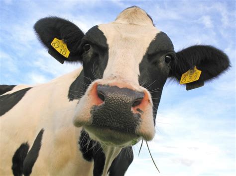 Black And White Cow Artofit