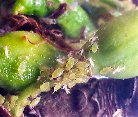 Aphids On Fruit Trees Grow Great Fruit