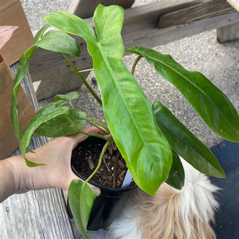 Keep Your Linnaei Kunth Alive Light Water And Care Instructions