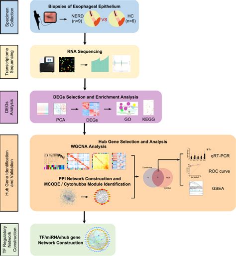 Identification Of Unique Transcriptomic Signatures And Hub Genes
