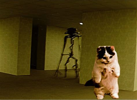 Котик в Backrooms