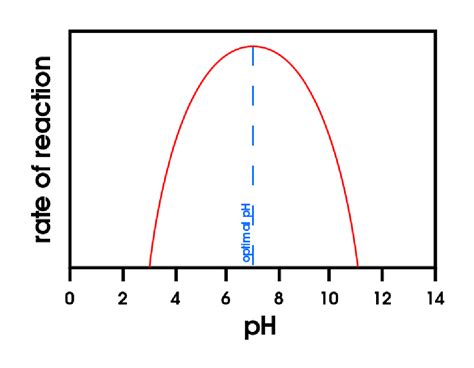 Enzyme Activity Graph Ph At Caitlyn Buvelot Blog