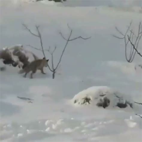 صحنه جالب از سگ و روباه Youtube