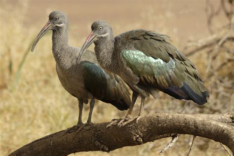 Animals That Mate With The Same Sex Animals That Mate With The Same Sex