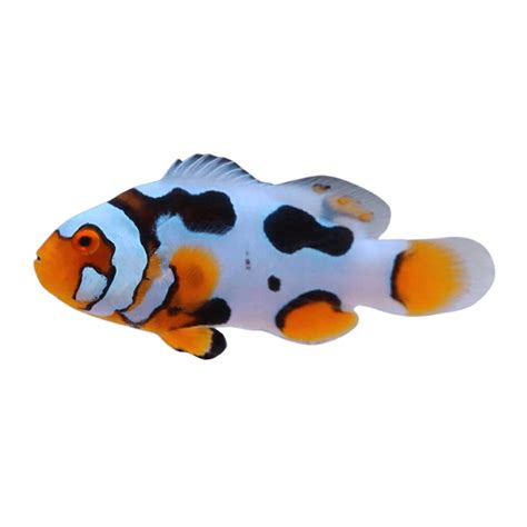 Premium Black Helmet Picasso Harrys Marine Life