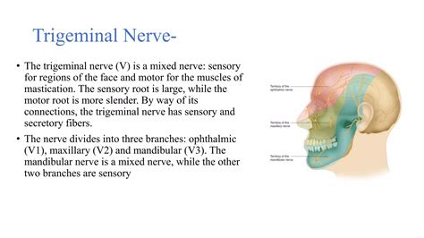 Trigeminal And Facial Nervepptx
