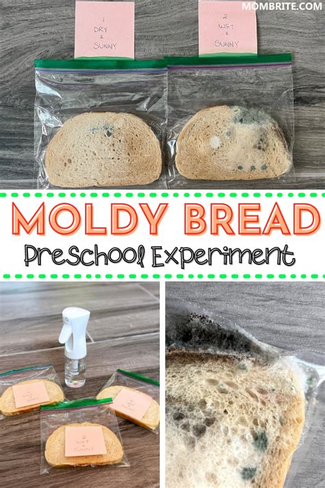 Sandwich Science A Bread Mold Experiment To Teach The Importance Of