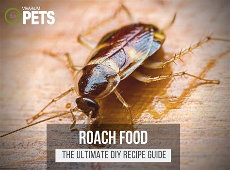 What Do Roaches Eat A Fun Diy Roach Food Recipe