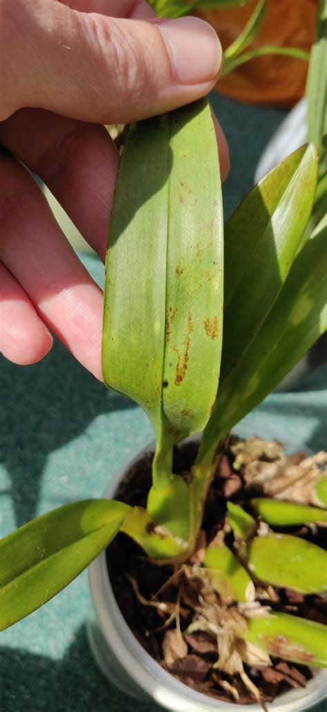 Disease Id On Oncidiums Rorchids