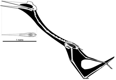 Mark P Wittons Blog Quetzalcoatlus The Media Concept Vs The Science