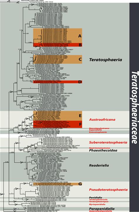 A Bayesian 50 Majority Rule Consensus Tree Based On A Combined Its Download Scientific