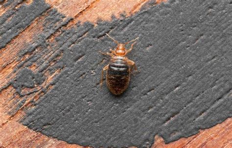 Kousnutí Od štěnice Jak Ho Poznat Je Nebezpečné A Jak Vypadá štěnice