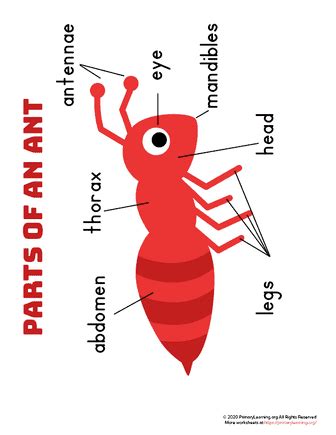 Parts Of An Ant Primarylearningorg