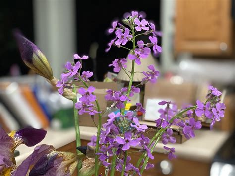 Cutting Irises — Made Just For U