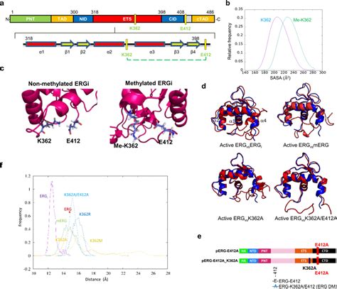 K362 Methylation Affects Protein Conformation A Erg Domain Structure
