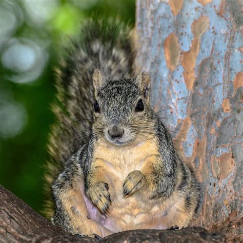Fat Squirrels I Love Rsquirrels