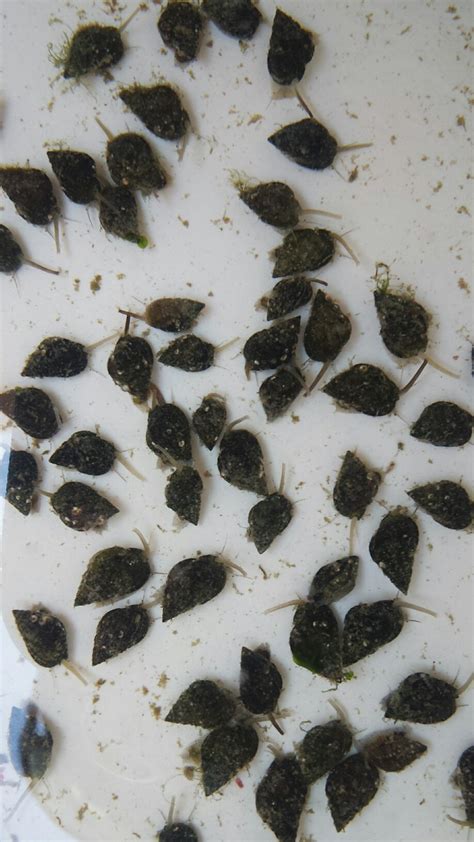 Nassarius Snail Kp Aquatics