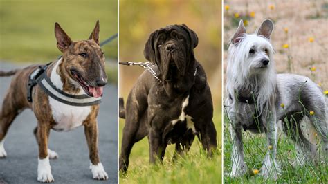 Unique Looking Dog Breeds 22 Terrier Dog Breeds Petmd