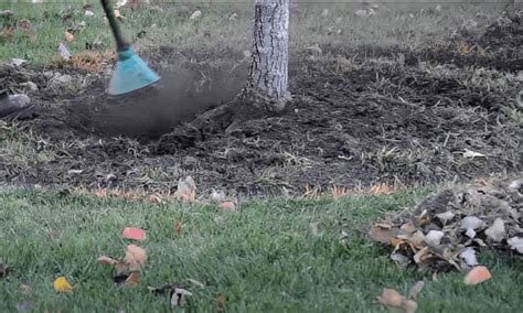 Professional Root Collar Excavation Services Viva Trees