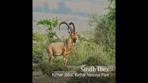 Sindh Ibex Youtube