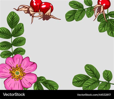 Rose Hip Royalty Free Vector Image Vectorstock