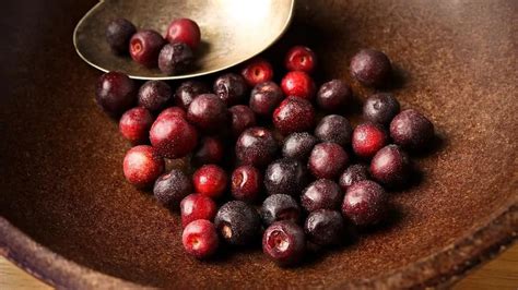 Phalsa The Indian Sharbat Berry Is A Metaphor For Life