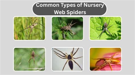 37 Types Of Spider Bites Identification With Pictures Symptoms