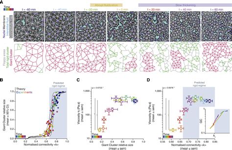 Rigidity Percolation Uncovers A Structural Basis For Embryonic Tissue Phase Transitions Cell