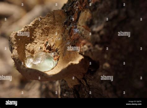 Gum Tree Resin Hi Res Stock Photography And Images Alamy