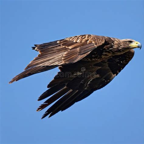 Detailed Photo Of Beautiful Large Eagles Ai Generated Stock Illustration Illustration Of