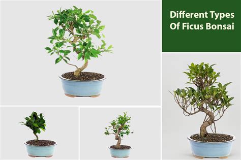 Different Types Of Ficus Bonsai Varieties EmbraceGardening