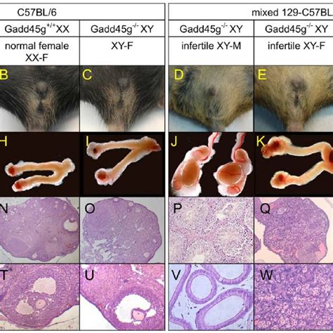 Complete Or Partial Xy Sex Reversed Phenotype Of Xy Gadd45g 2 2 Mice