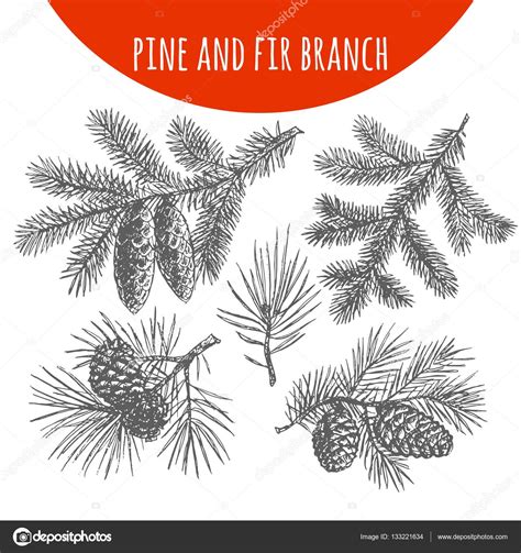Ветка ели рисунок 44 фото