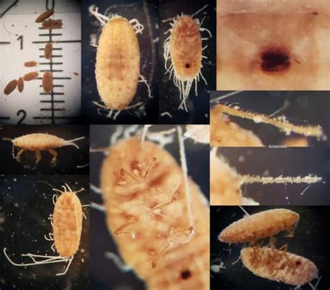 Pseudococcus Sp Identification Pseudococcidae Le Monde Des Insectes
